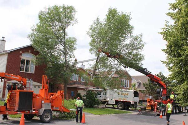 Tree Removal | Campbell Tree Experts Inc