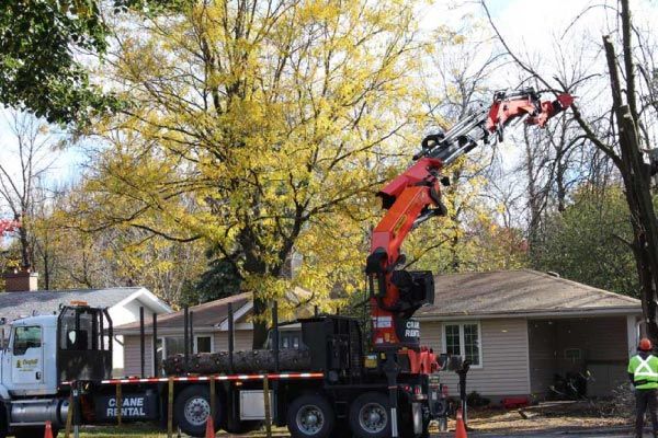 Tree Removal | Campbell Tree Experts Inc
