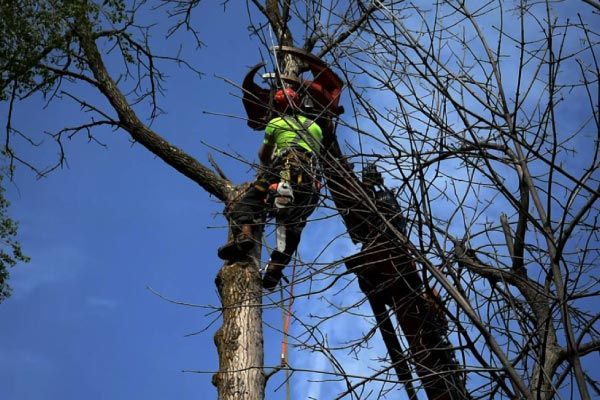 Campbell Tree Experts Inc